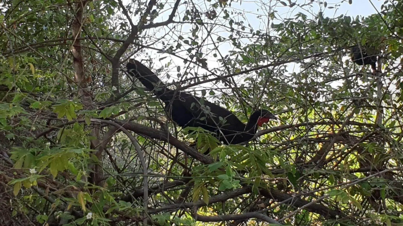 Where to See Spectacled Bears in Peru — Why Chaparrí Stands Out ...